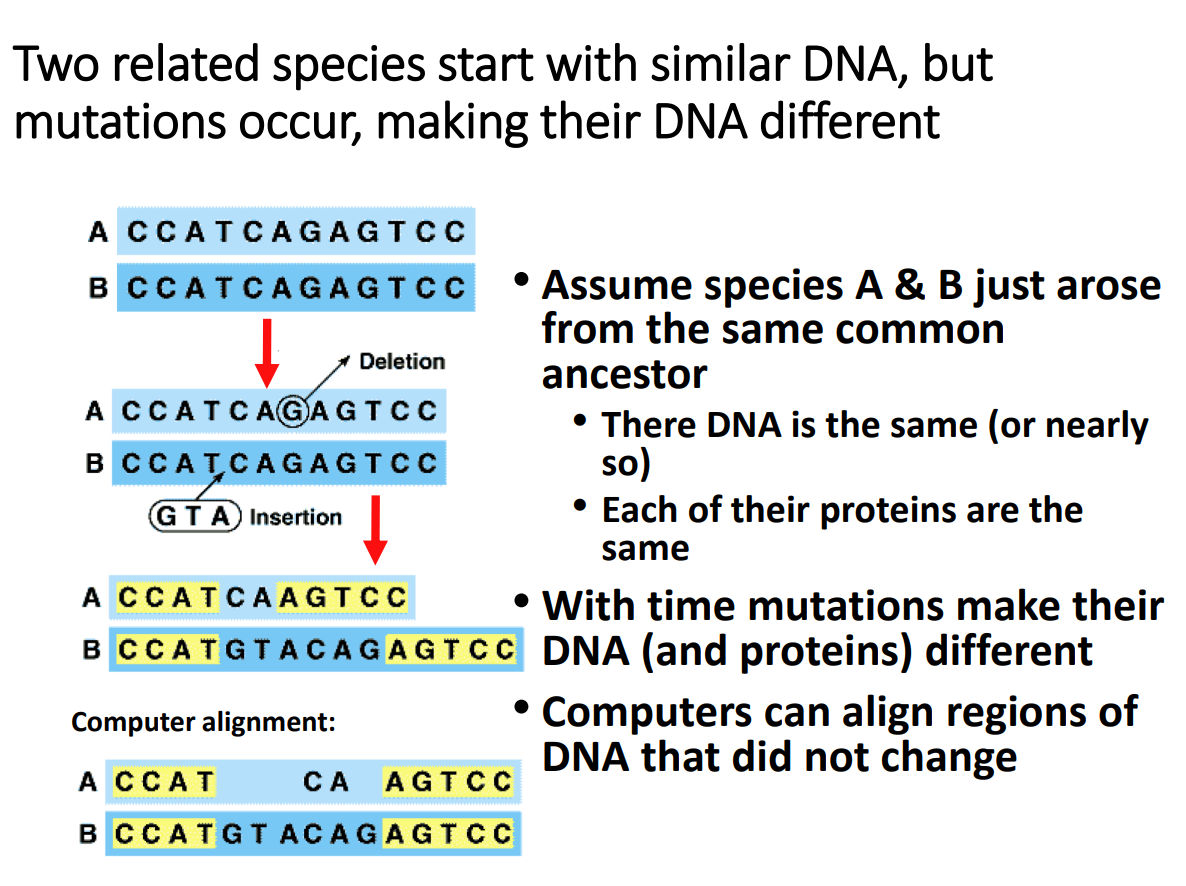 Solved Two related species start with similar DNA, but | Chegg.com