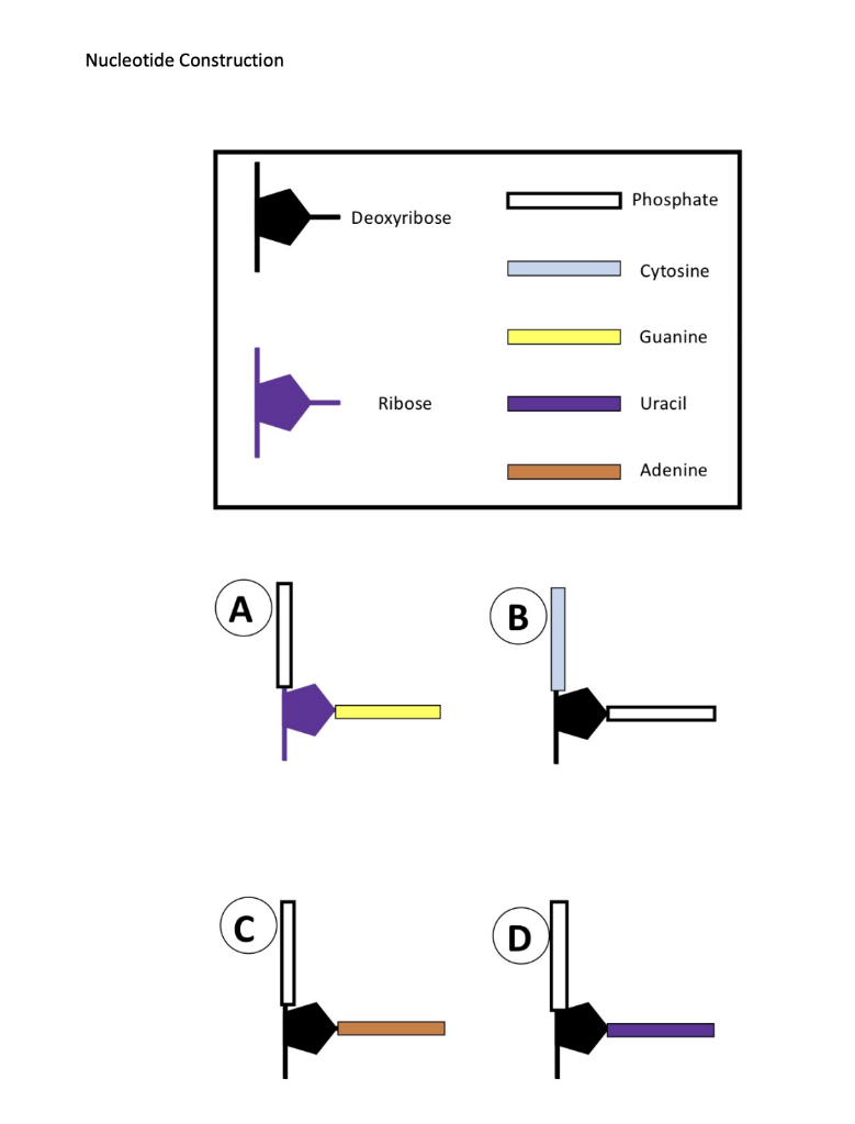 Solved Nucleotide Construction Phosphate Deoxyribose | Chegg.com
