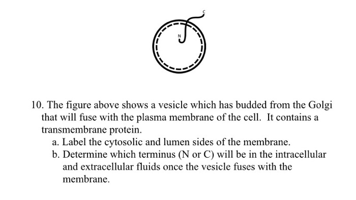 Solved 10. The figure above shows a vesicle which has budded | Chegg.com