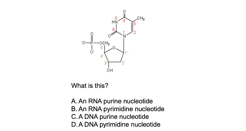 Solved What is this? A. An RNA purine nucleotide B. An RNA | Chegg.com