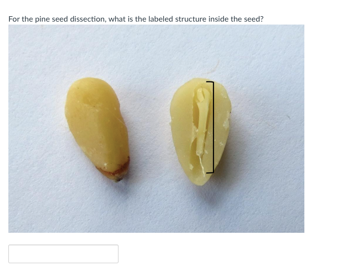 Solved For the pine seed dissection, what is the labeled | Chegg.com