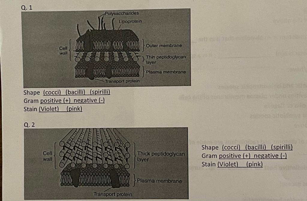 Solved Shape (cocci) (bacilli) (spirilli) Gram positive (+) | Chegg.com