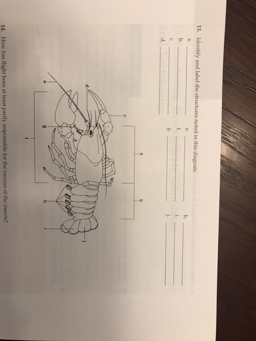 Solved 13. Identify and label the structures noted in this | Chegg.com Solved 13. Identify and label the structures noted in this | Chegg.com