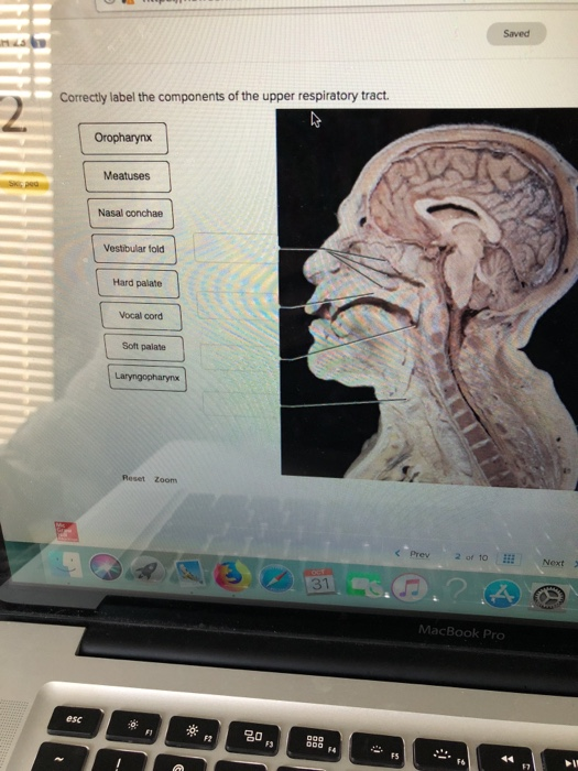 Solved Saved Correctly label the components of the upper | Chegg.com