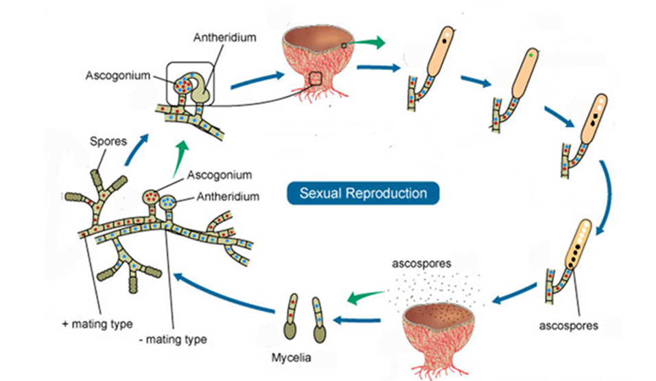 Sordaria Diagram