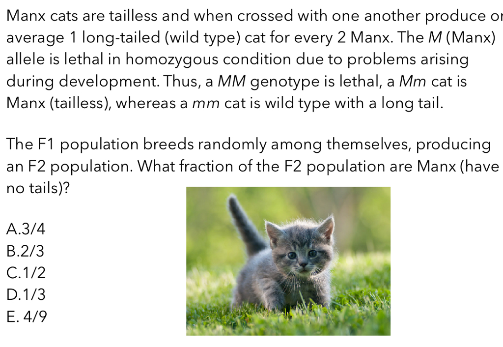 Solved Manx cats are tailless and when crossed with one | Chegg.com