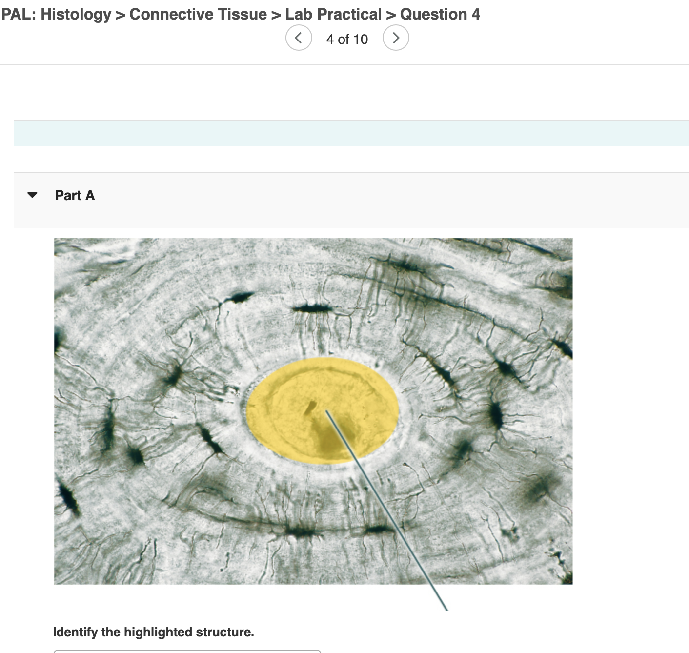 Solved PAL: Histology > Connective Tissue > Lab Practical > | Chegg.com