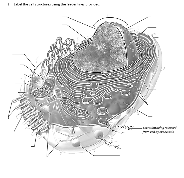 Solved 2. Use the figure in question 1, match the cell | Chegg.com