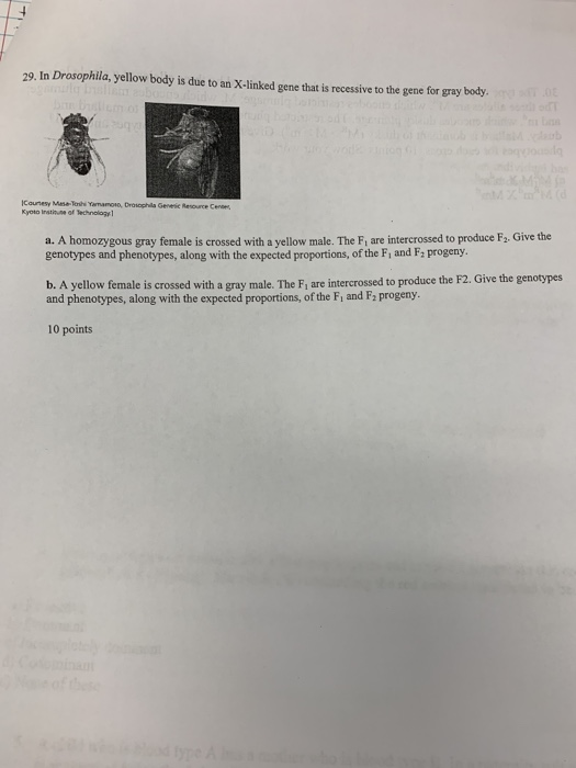 Solved 29. In Drosophila, yellow body is due to an X-linked | Chegg.com
