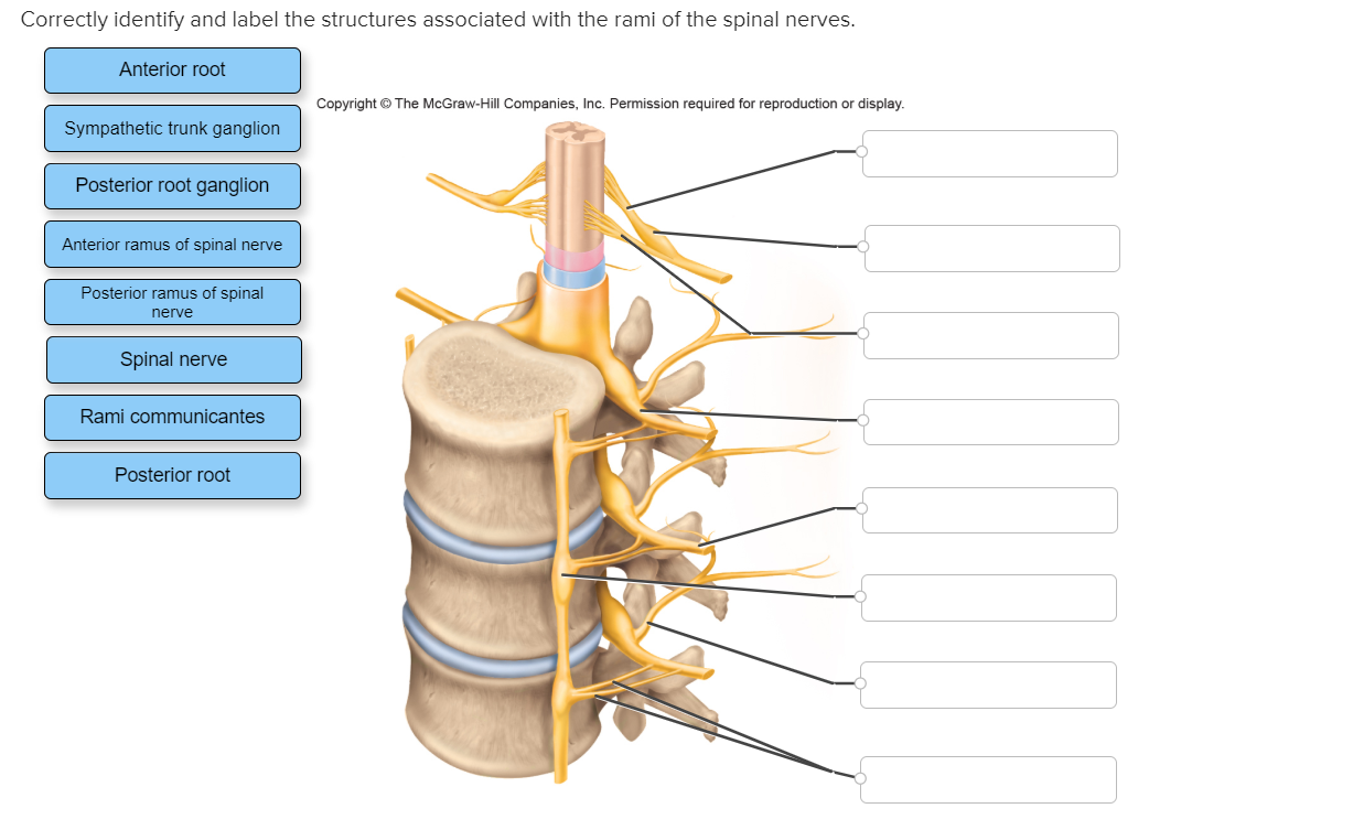 Solved: Correctly Identify And Label The Structures Associ... | Chegg.com