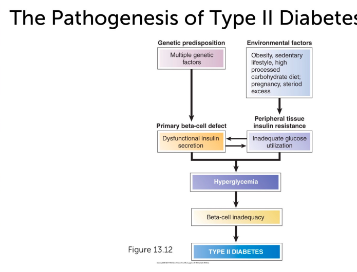 Solved The Pathogenesis of Type l Diabetes Genetic | Chegg.com