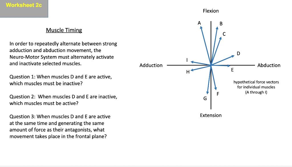 Solved Muscle Timing In order to repeatedly alternate | Chegg.com