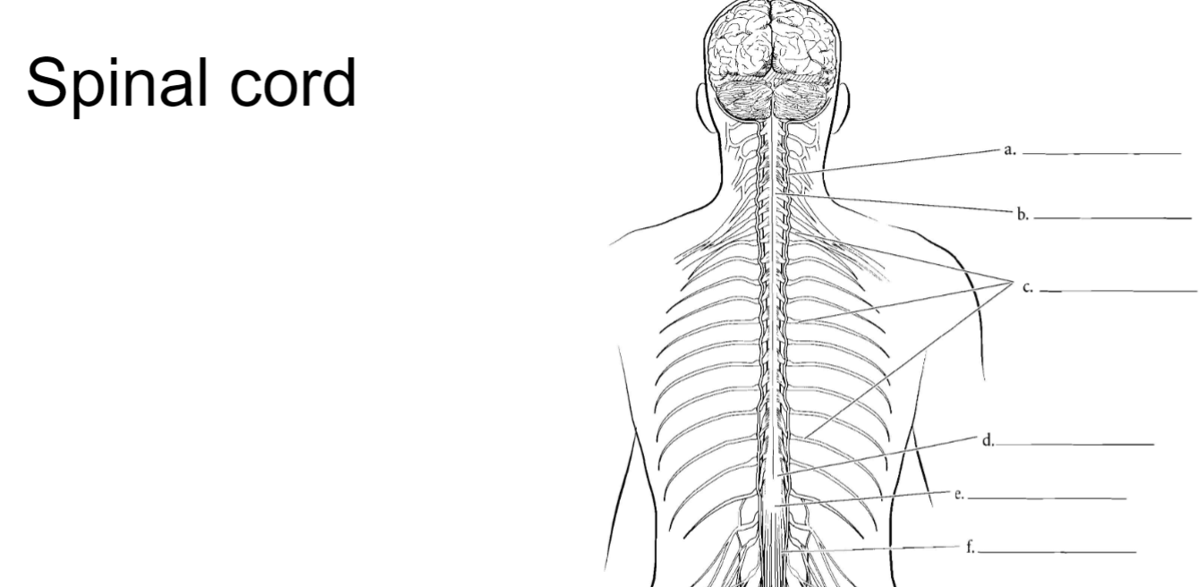 Solved Spinal cord | Chegg.com
