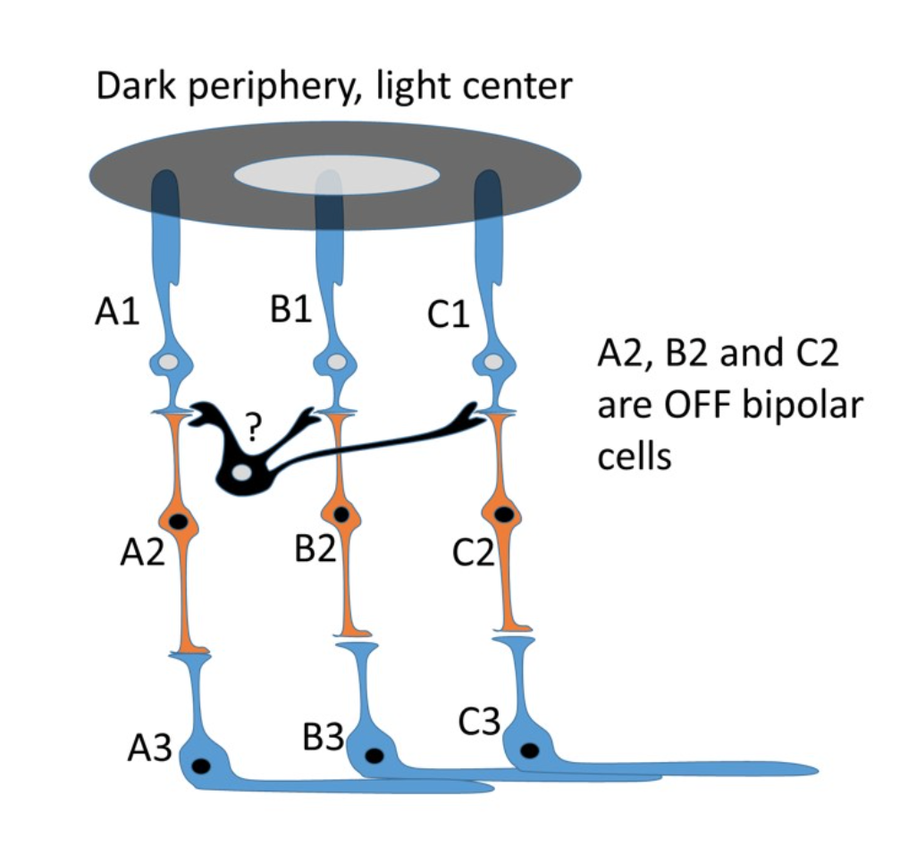 Solved Dark periphery, light center Al B1 C1 A2, B2 and C2 | Chegg.com