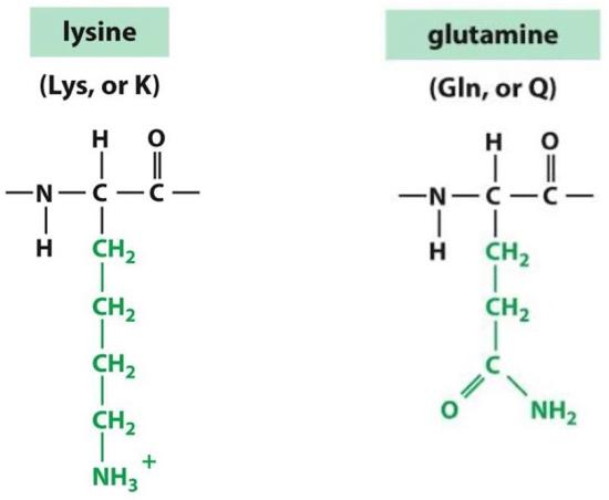 Solved The side chain of lysine is considered basic while | Chegg.com