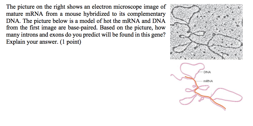 Solved The picture on the right shows an electron microscope | Chegg.com