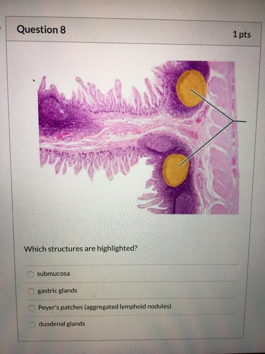 Solved Question8 1 pts Which structures are highlighted? O | Chegg.com