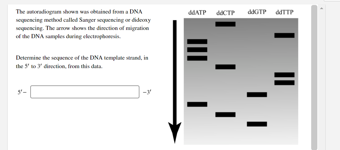 Solved ddATP ddCTP ddGTP ddTTP The autoradiogram shown was | Chegg.com