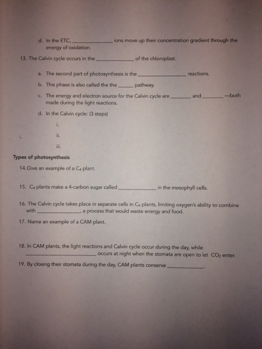 Solved Photosynthesis Study Guide Overview 1. Photosynthesis | Chegg.com
