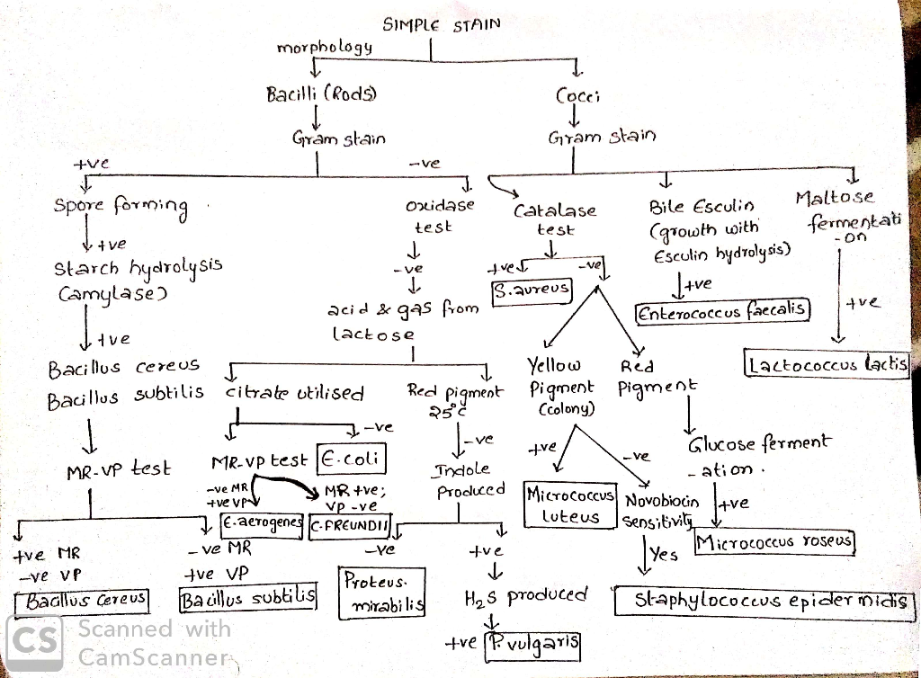 Solved Please help! Need to make a dichotomous key using the | Chegg.com