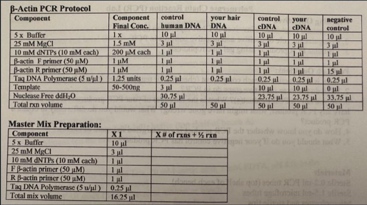 Can someone help me with this Beta-Actin PCR | Chegg.com