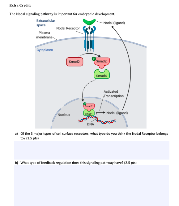 Solved Extra Credit: The Nodal signaling pathway is | Chegg.com