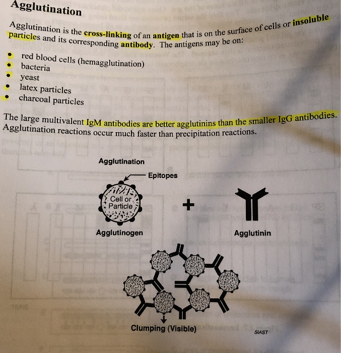 Precipitation Reaction Vs Agglutination