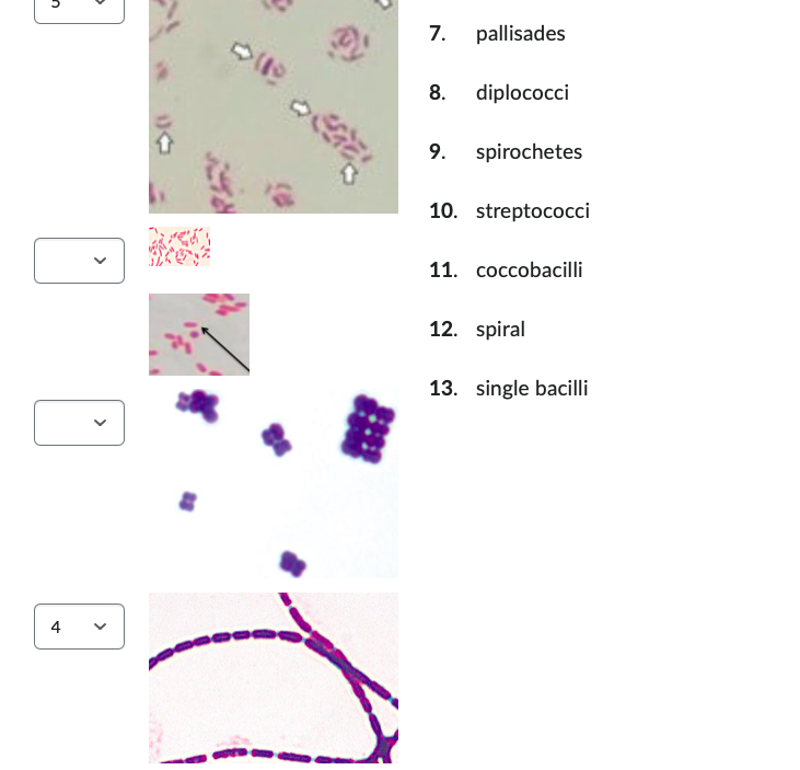Solved 1. diplobacilli 2. sarcinae 3. staphylococci 4. | Chegg.com
