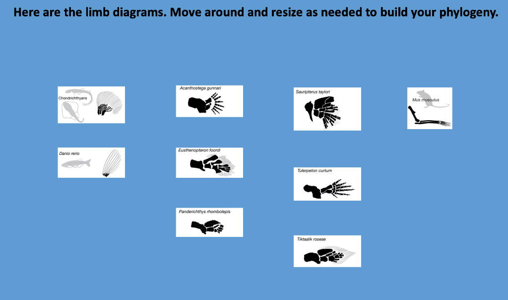Solved Part One: Morphological Evidence These are provided | Chegg.com