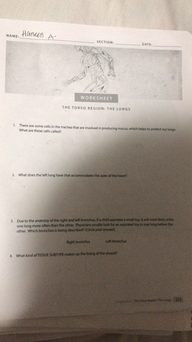Solved Hanen A NAME: SECTION: DATE WORKSHEET THE TORSOo | Chegg.com