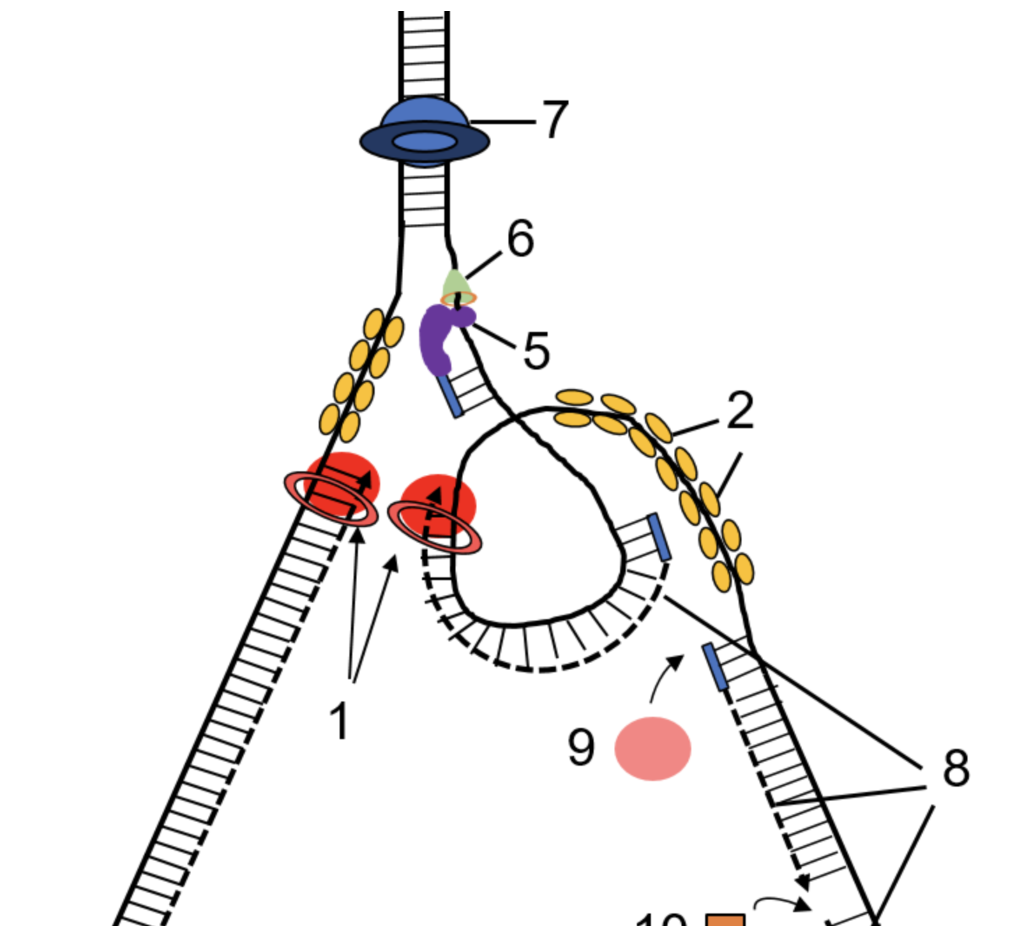Solved 10Given the diagram above, what would be the correct | Chegg.com