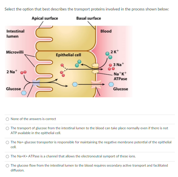 Solved The figure below shows the cycle for the SERCA | Chegg.com