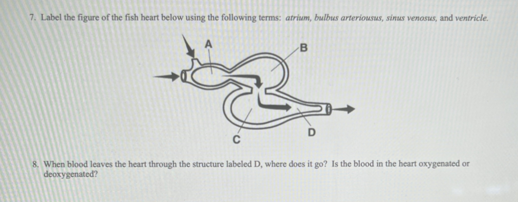 Solved 7. Label the figure of the fish heart below using the | Chegg.com