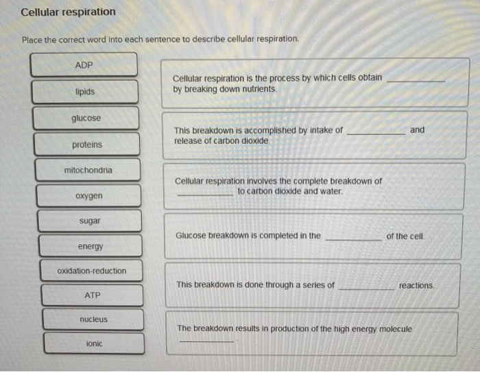 Solved Cellular respiration Place the correct word into each | Chegg.com