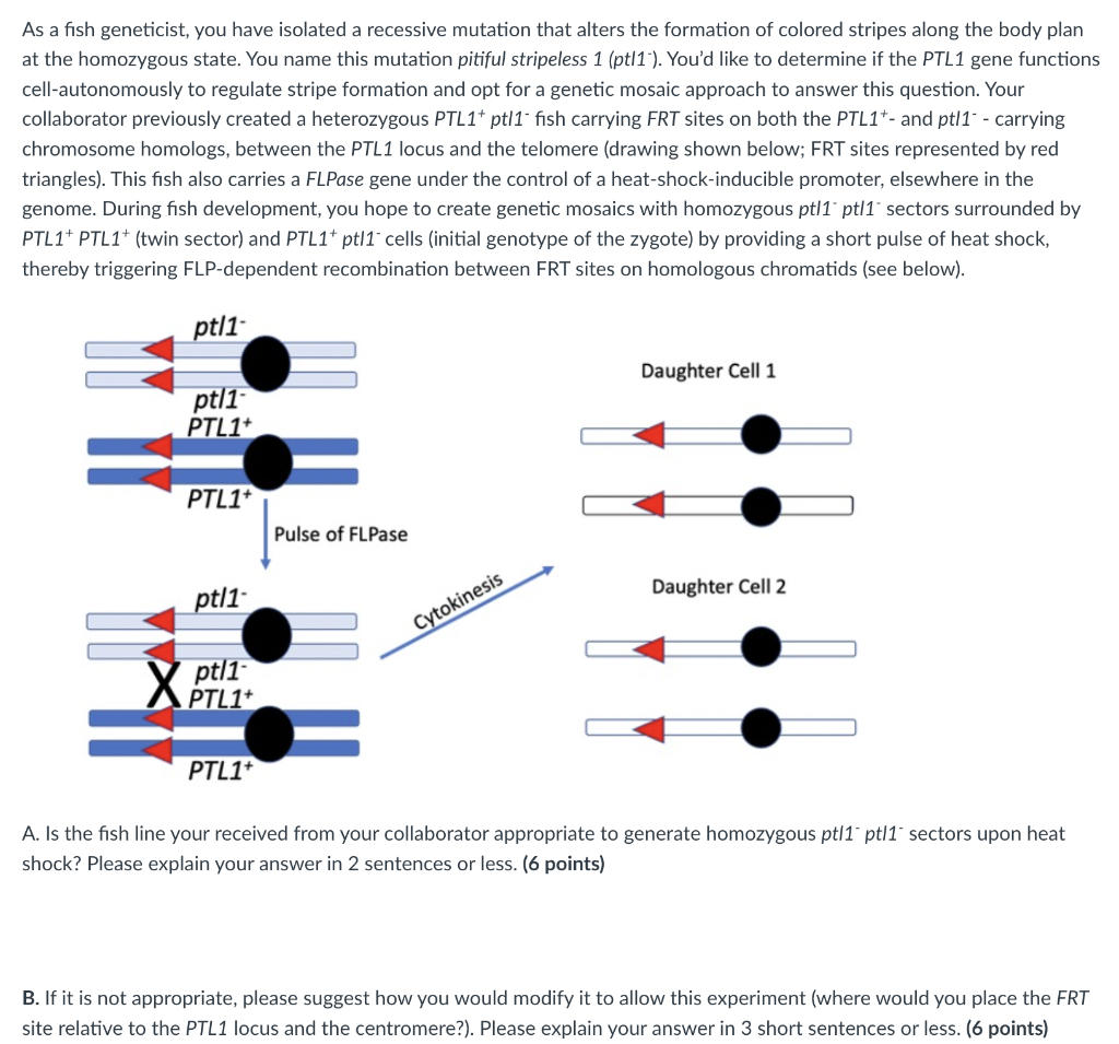 Solved As a fish geneticist, you have isolated a recessive | Chegg.com