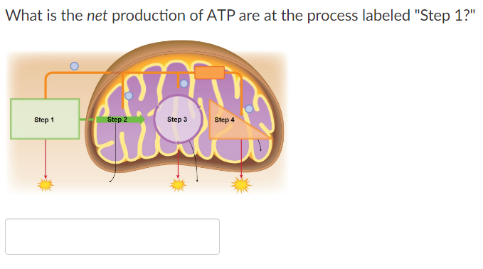 Solved What is the net production of ATP are at the process | Chegg.com