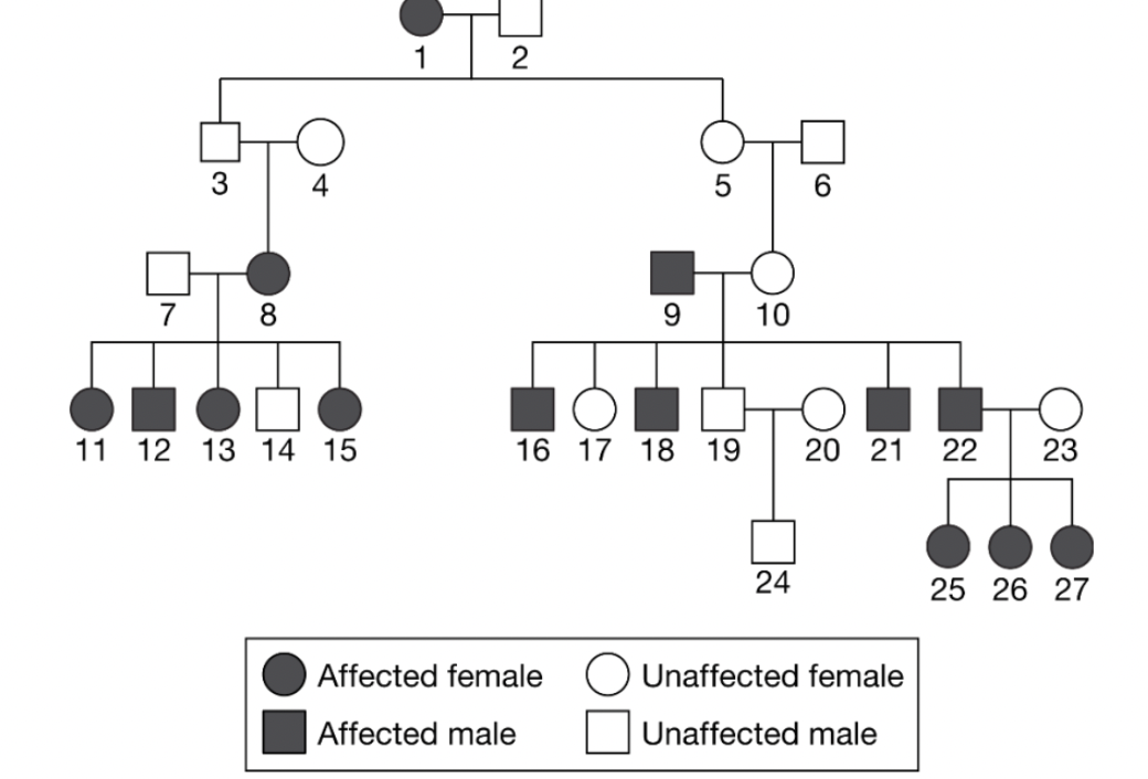 Solved Human hair grows in a cycle that includes a growth | Chegg.com