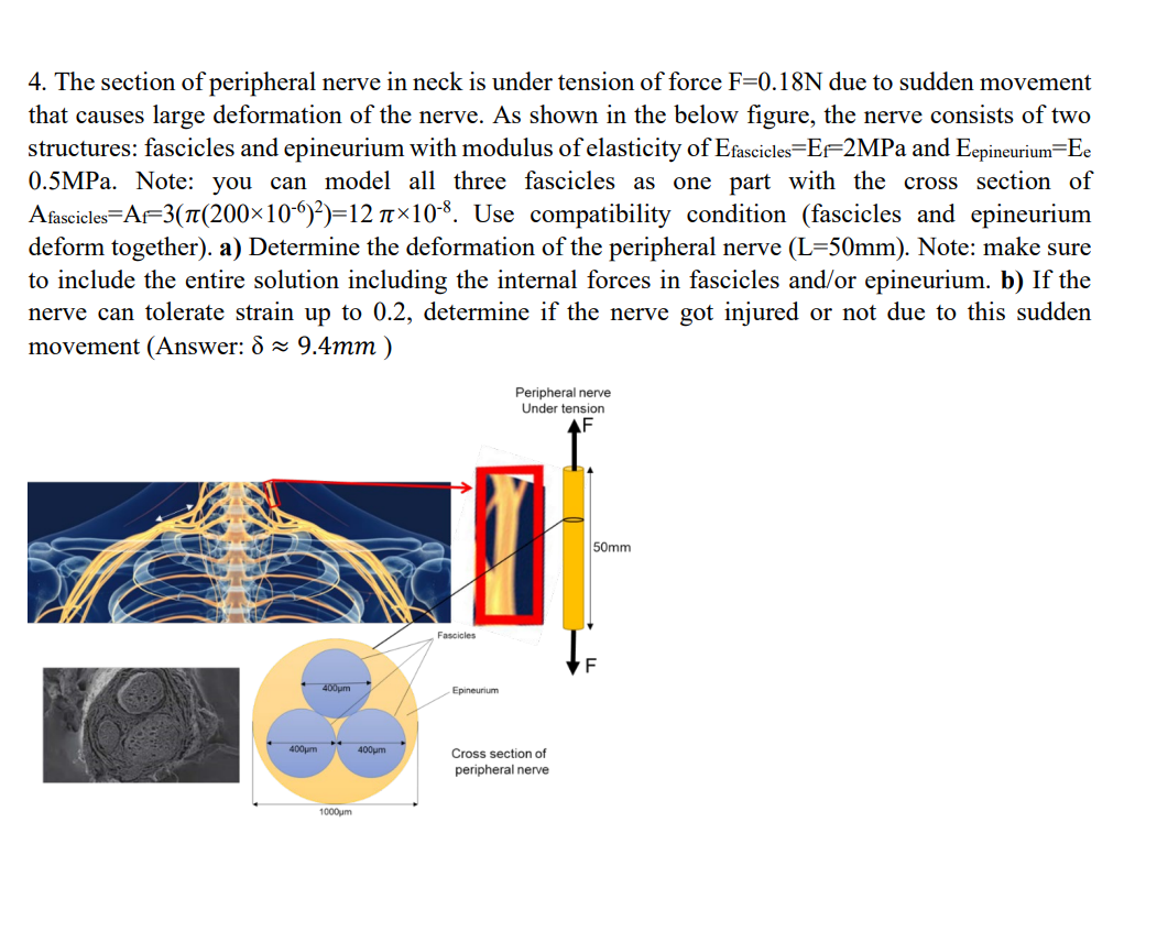 Solved 4. The section of peripheral nerve in neck is under | Chegg.com