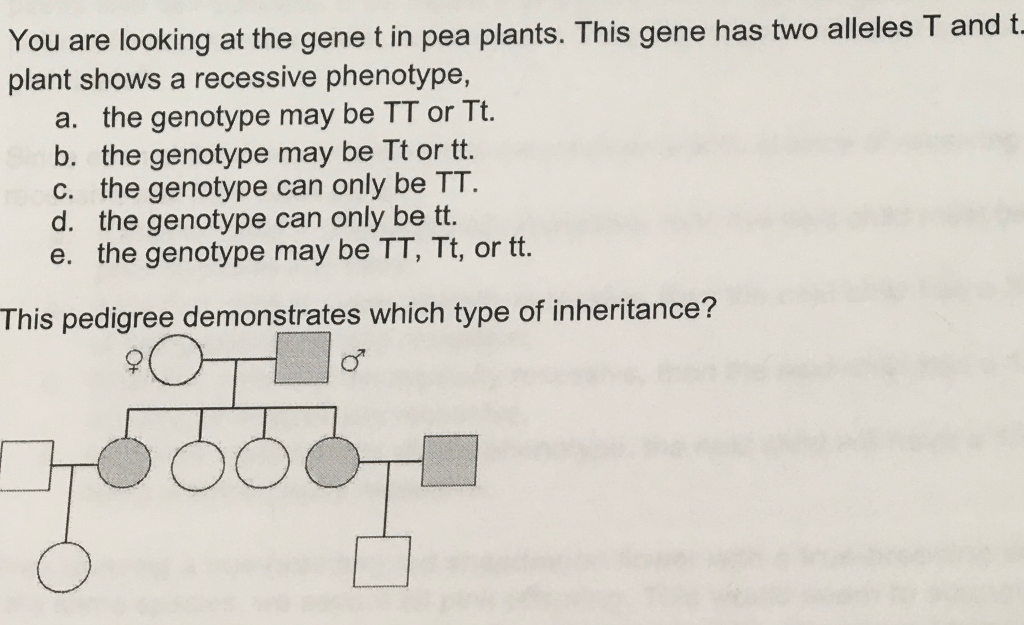 Solved You are looking at the gene t in pea plants. This | Chegg.com