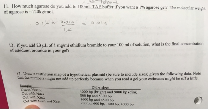 Solved 11 . How much agarose do you add to 100mL TAE buffer | Chegg.com