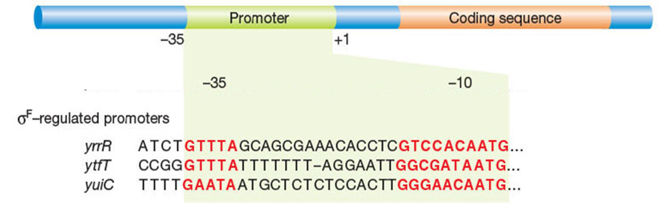 Solved 1. The trp operon codes for a series of enzymes | Chegg.com