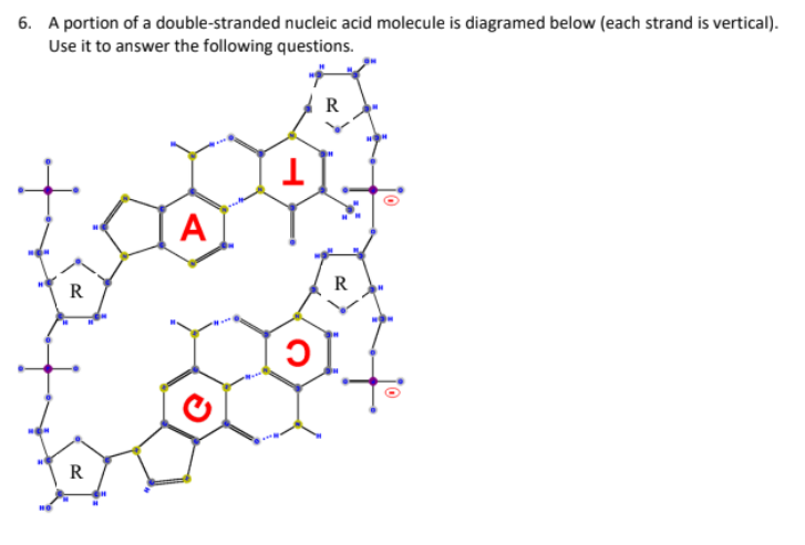 Solved 6. ﻿A portion of a double-stranded nucleic acid | Chegg.com