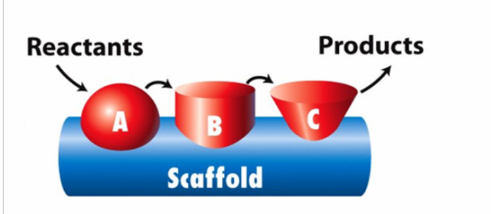 Solved What are the impacts of enzymatic scaffolding | Chegg.com