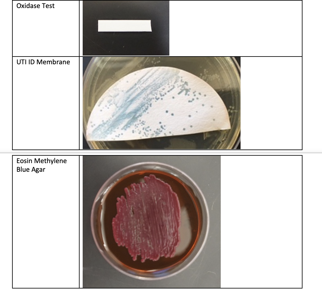 Solved Instructions: “With bacteria, many techniques | Chegg.com