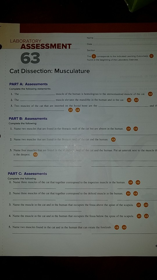 Solved Name LABORATORY ASSESSMENTOs Section 63 The A | Chegg.com