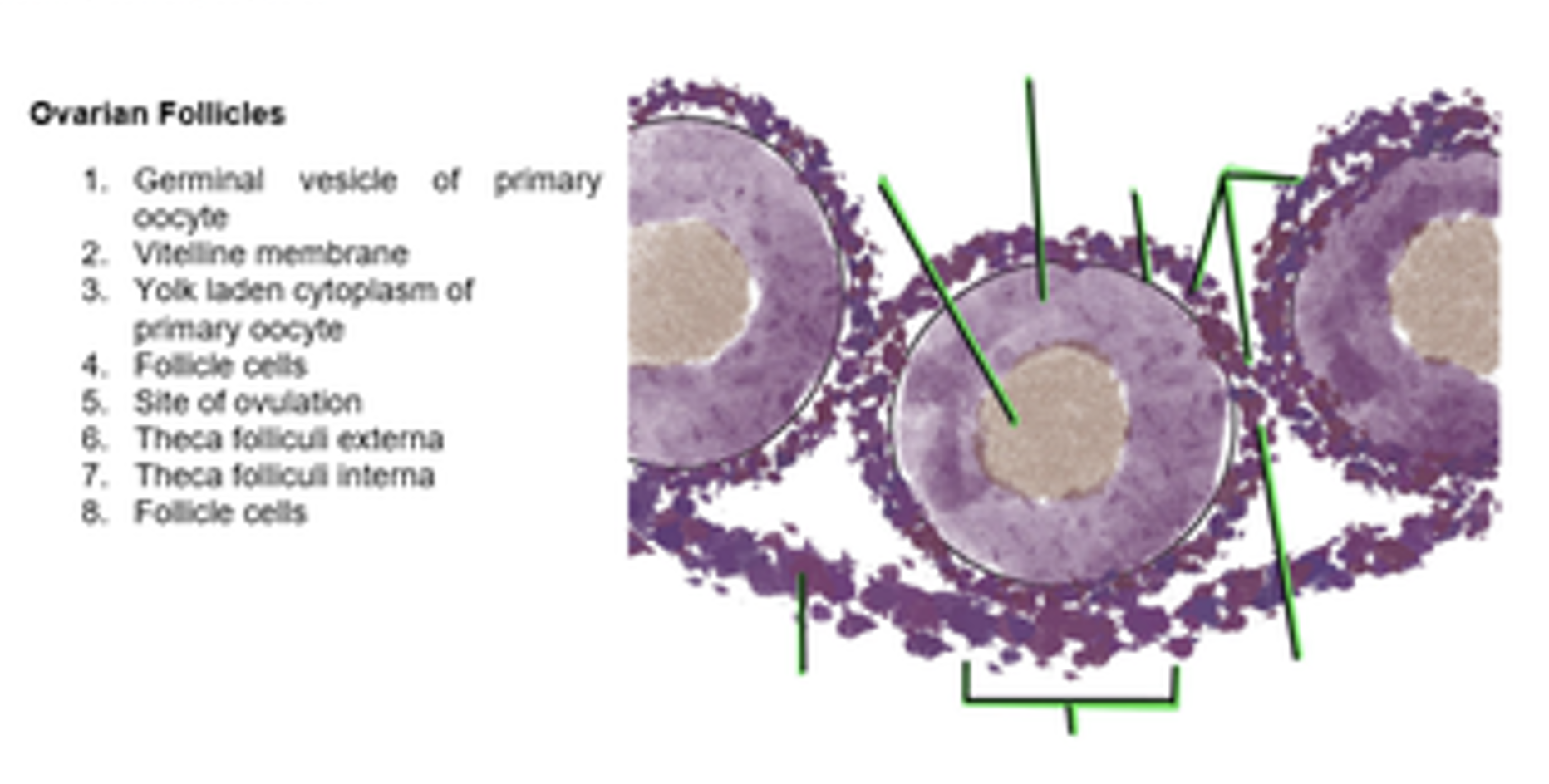 Solved Ovarian Follicles 1. Germinal vesicle of primary | Chegg.com