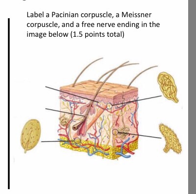 Pacinian Corpuscle Diagram