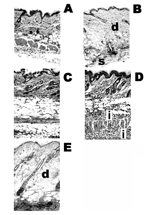 Solved How did the histology results in Figure 4 compare | Chegg.com