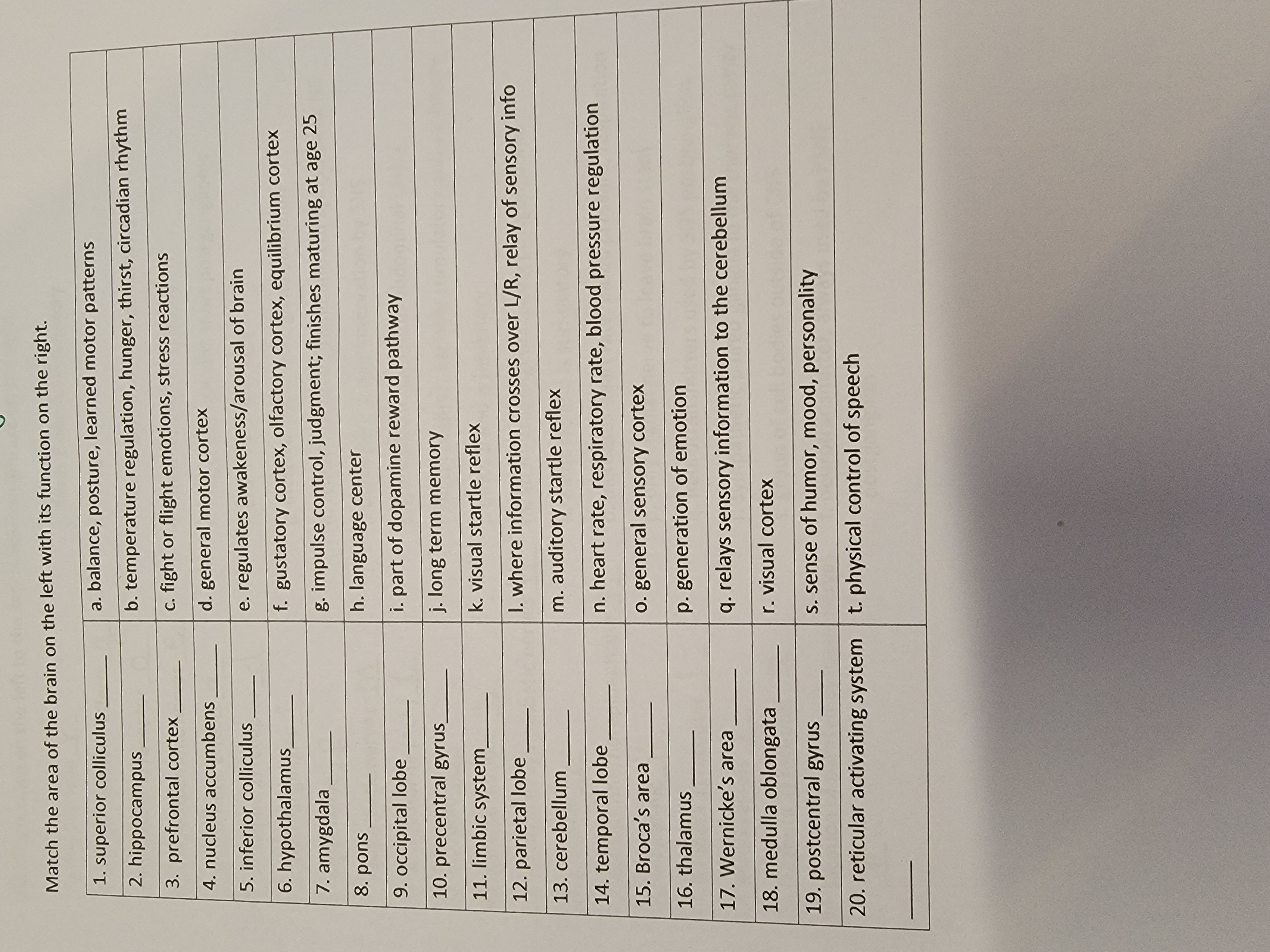 Solved Match the area of the brain on the left with its | Chegg.com