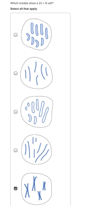 Solved Which models show a 2n = 8 cell? Select all that | Chegg.com